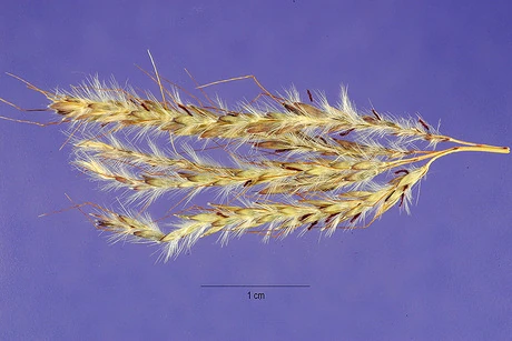 Bothriochloa ischaemum | Lepton Wiki | Fandom