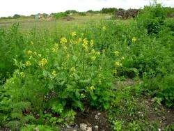 Sinapis arvensis | Lepton Wiki | Fandom