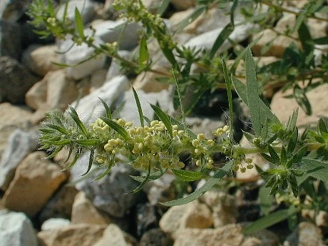 Kochia scoparia | Lepton Wiki | Fandom