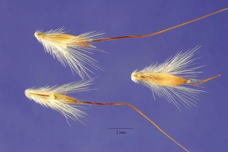 Bothriochloa ischaemum | Lepton Wiki | Fandom
