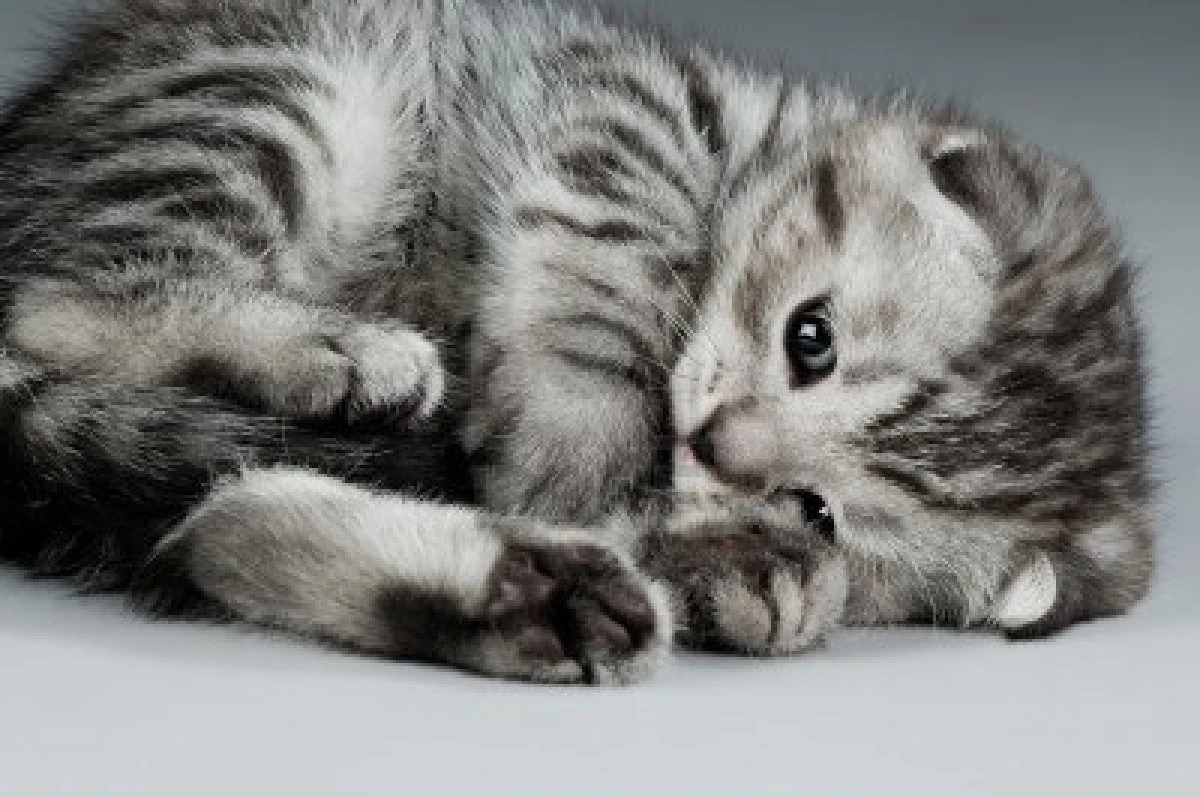 Le chaton | Wiki Les Cats | Fandom