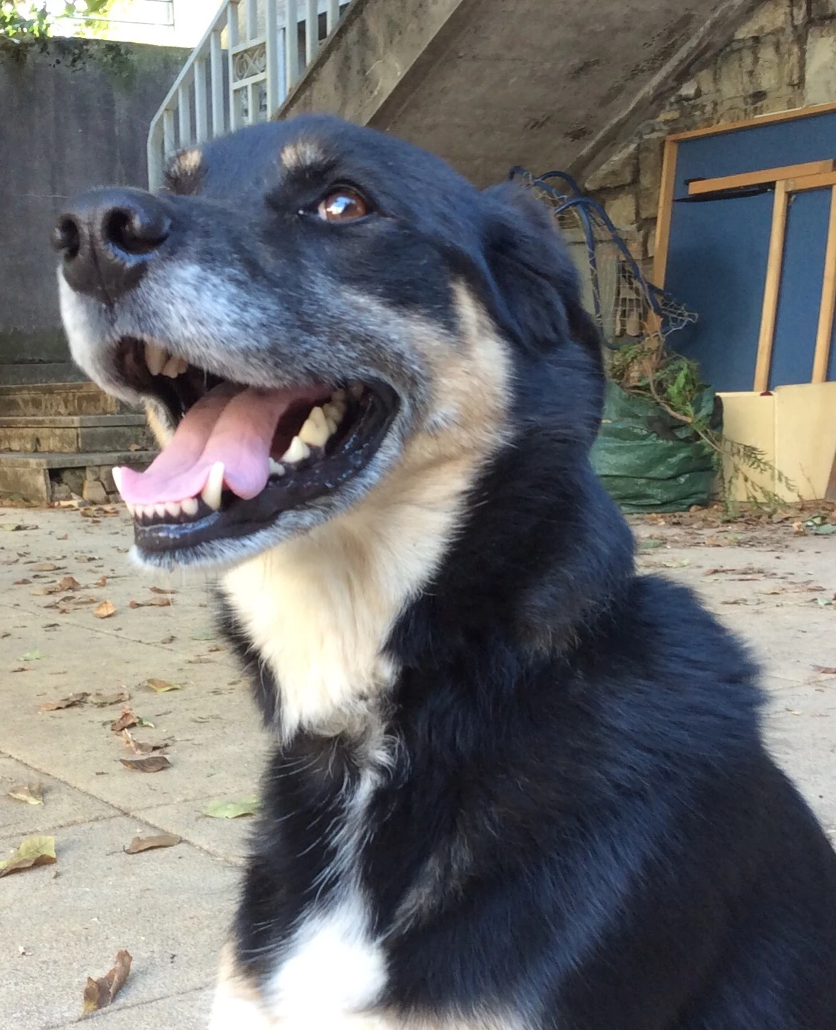 Pierre de Gipsy | Wiki Les chiens sauvages | Fandom