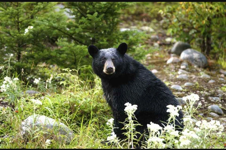 Cœur de Braise | Wiki Les cinq Peuples | Fandom