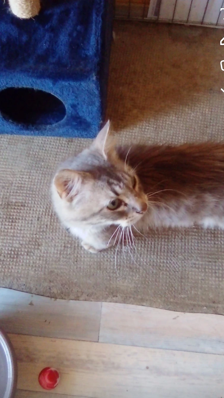 Robert | Wiki Les Oeils de Chats (projet de livre ) | Fandom