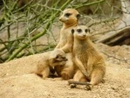 Suricate | Les As de la jungle Wiki | Fandom