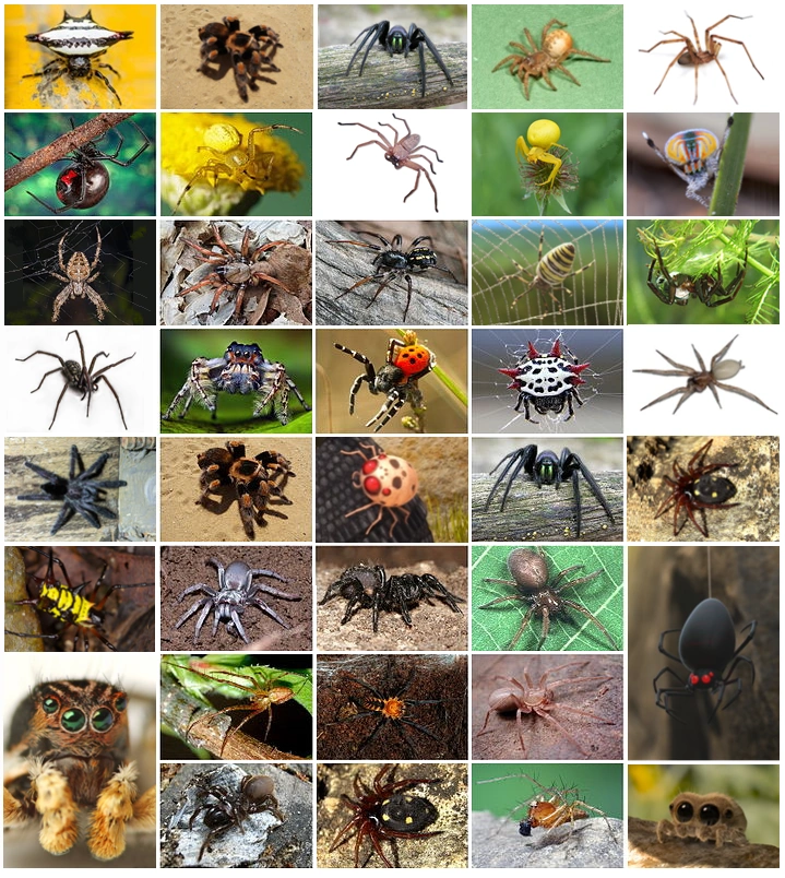 Araignée | Les As de la jungle Wiki | Fandom