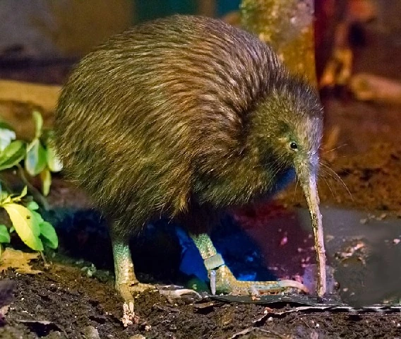 Kiwi | Les As de la jungle Wiki | Fandom