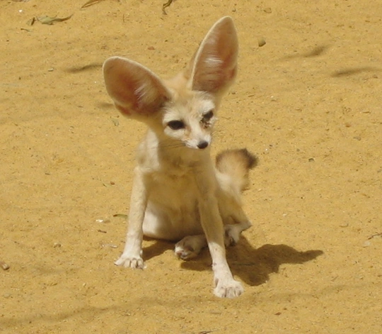 Fennec | Les As de la jungle Wiki | Fandom
