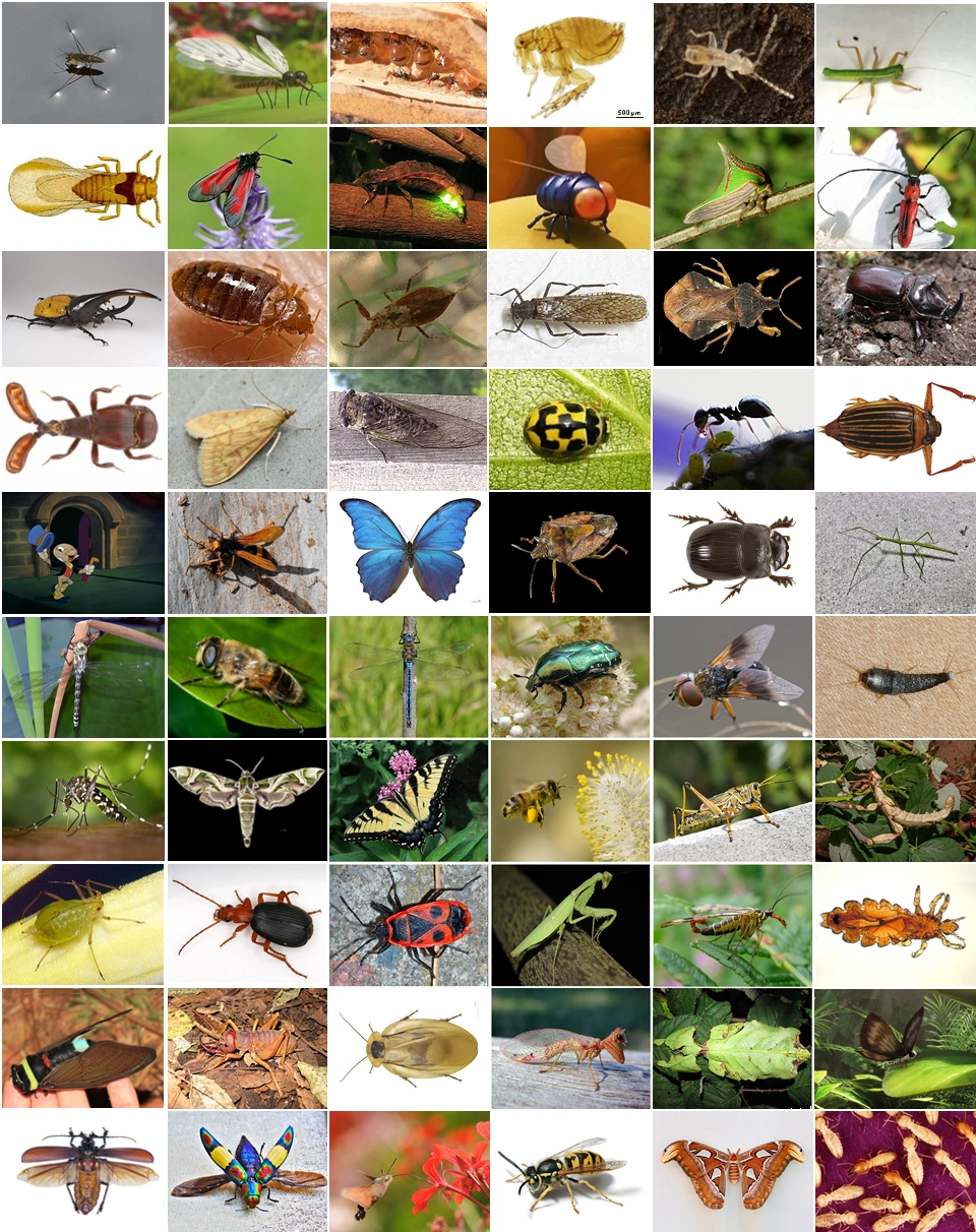 Insecte | Les As de la jungle Wiki | Fandom