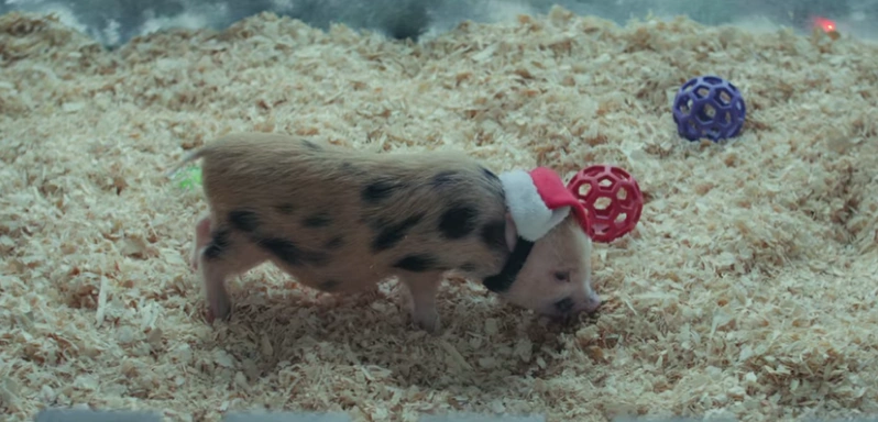 The Pig | Let It Snow Wiki | Fandom