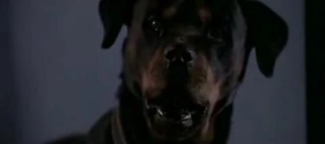 Riggs' Rottweiler | Lethal Weapon Wiki | Fandom
