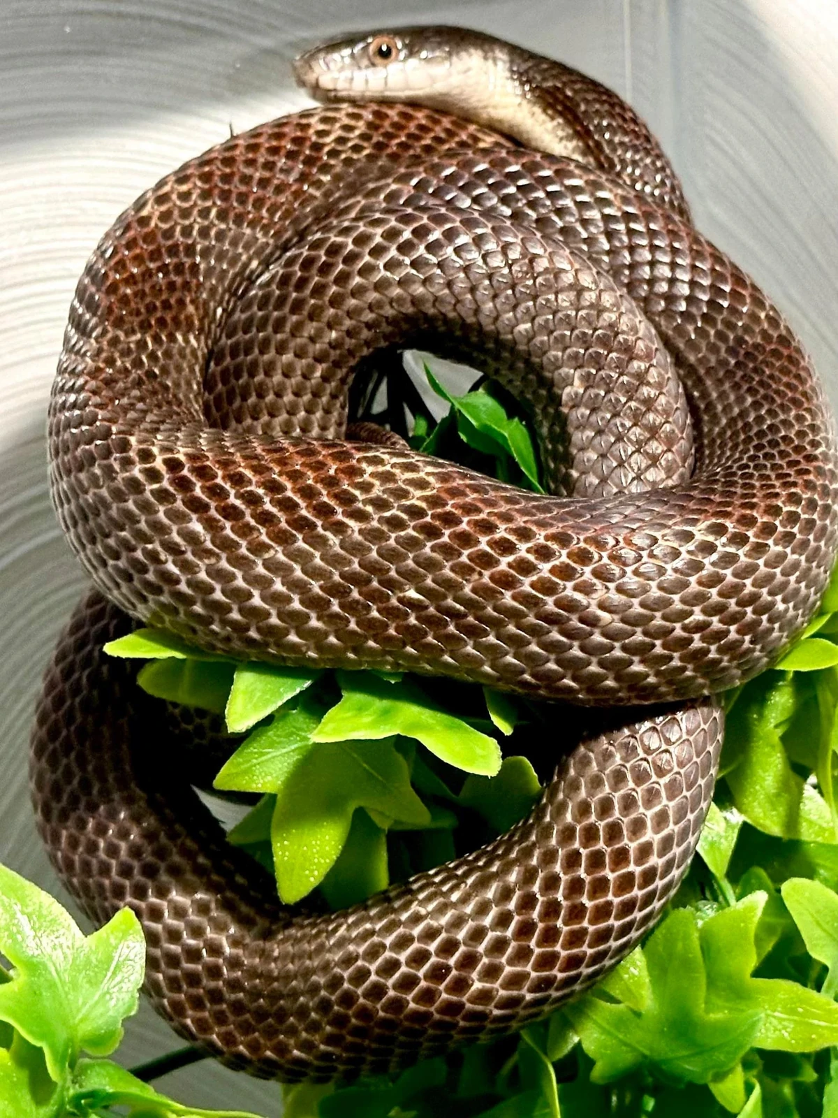 Sally Snake | Letterland Wiki | Fandom