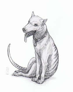 Tazza | Leviathan Wiki | Fandom