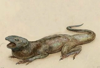 Message lizards | Leviathan Wiki | Fandom