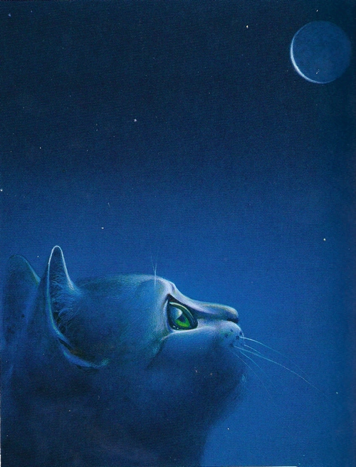 Demi-Lune | Wiki La guerre des Clans | Fandom