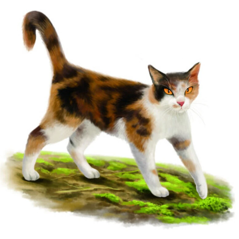 Acedera | Wiki Los Gatos Guerreros Fan-Traducciones | Fandom