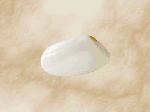 White Round Shell | Lost in Blue Wiki | Fandom