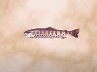 Masu Salmon | Lost in Blue Wiki | Fandom