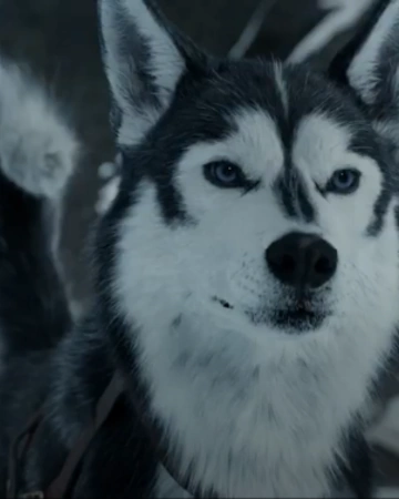 Spitz | Lidia Wiki | Fandom