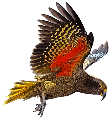 Agran mountain parrot (Liera) | Liera Wiki | Fandom
