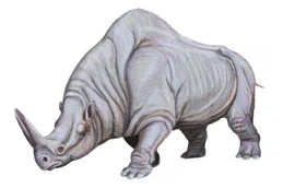 Small-eared thunderbeast (Liera) | Liera Wiki | Fandom