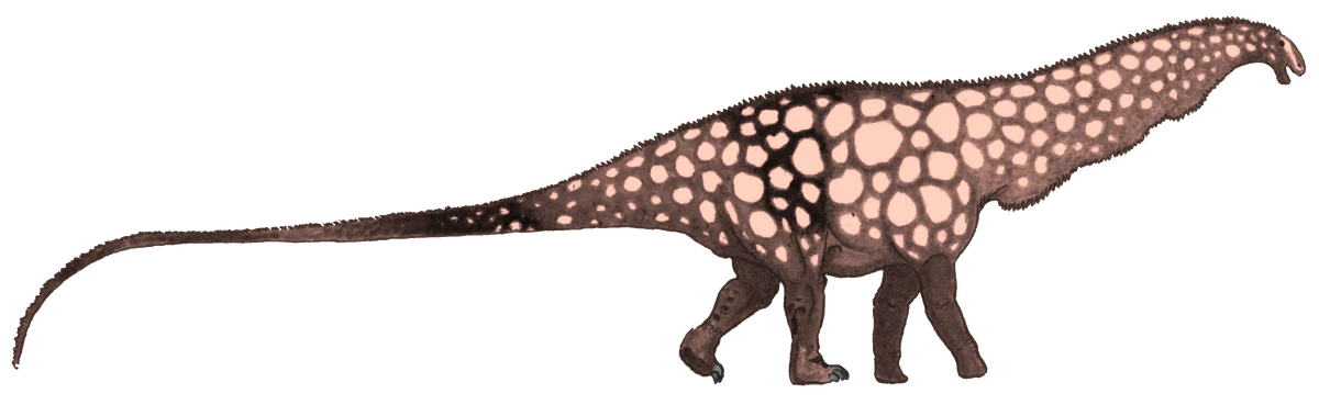 Diplodocidae (Liera) | Liera Wiki | Fandom