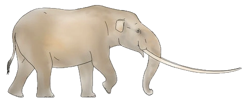 Boar elephant (Liera) | Liera Wiki | Fandom