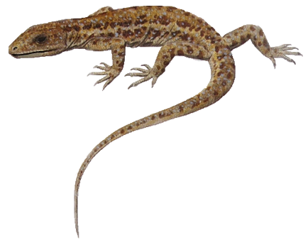 False gray skink (Liera) | Liera Wiki | Fandom