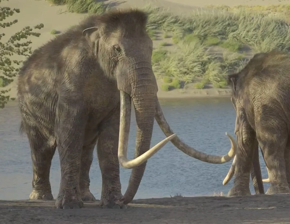 Neopangean mammoth (Liera) | Liera Wiki | Fandom