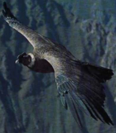 Cathartidae (Liera) | Liera Wiki | Fandom