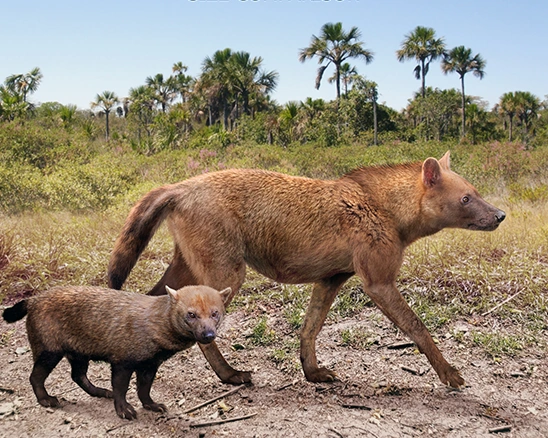 Salta Island dog (Liera) | Liera Wiki | Fandom