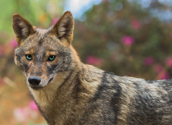 Jalaku (Liera) | Liera Wiki | Fandom