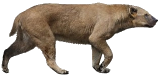 Dog bear (Liera) | Liera Wiki | Fandom