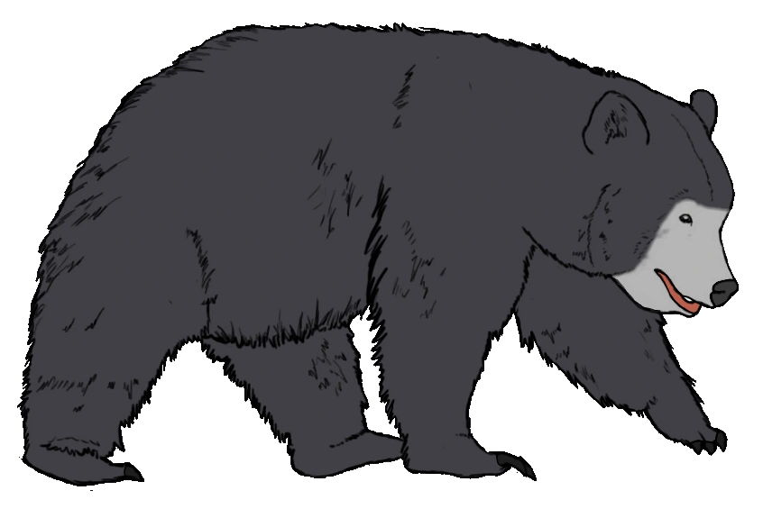 Lieran bear (Liera) | Liera Wiki | Fandom