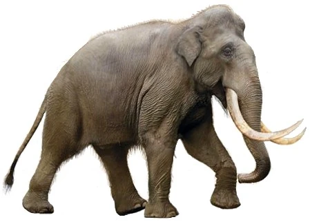 Lucifex's dwarf elephant (Liera) | Liera Wiki | Fandom