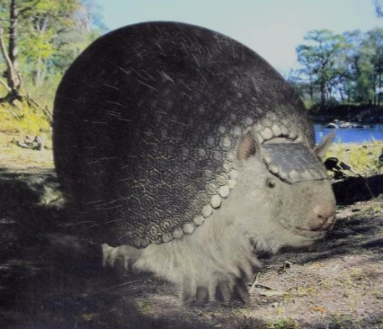 Dwarf tanker armadillo (Liera) | Liera Wiki | Fandom