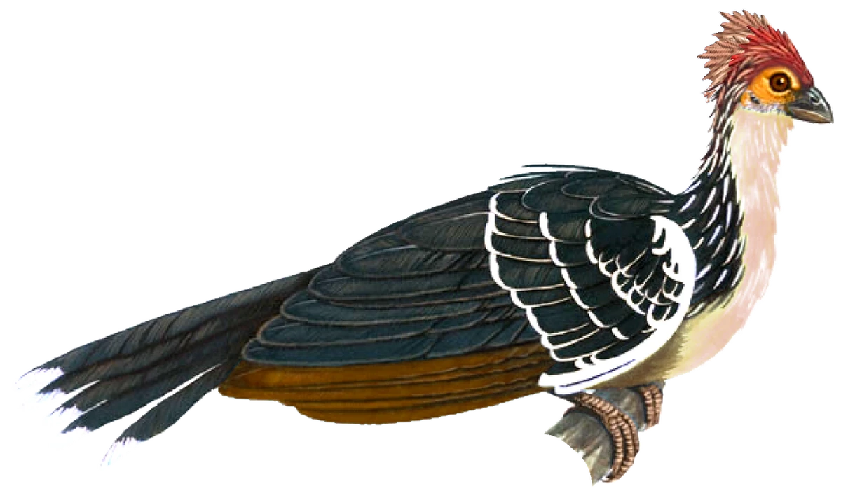 Opisthocomidae (Liera) | Liera Wiki | Fandom