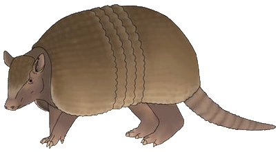 Southern grazing armadillo (Liera) | Liera Wiki | Fandom