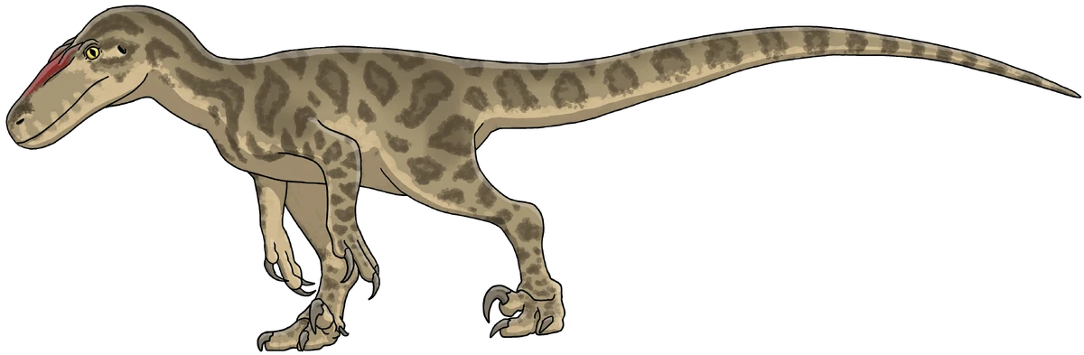 Warakona (Liera) | Liera Wiki | Fandom