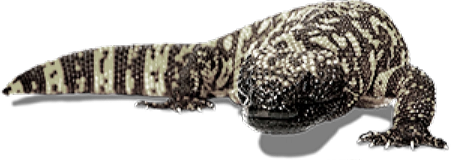 Helodermatidae (Liera) | Liera Wiki | Fandom