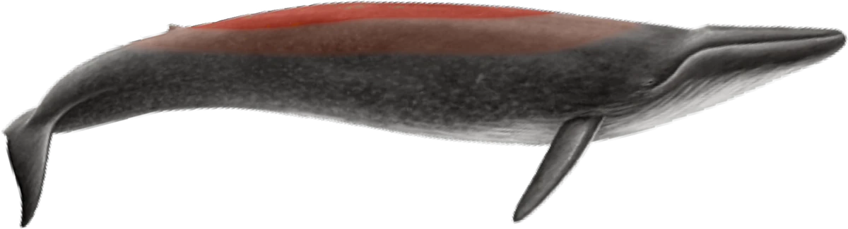 Eclipse whale (Liera) | Liera Wiki | Fandom