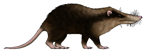 Predator hedgehog (Liera) | Liera Wiki | Fandom