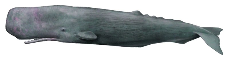 Moby whale (Liera) | Liera Wiki | Fandom