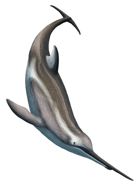 Giant sword whale (Liera) | Liera Wiki | Fandom
