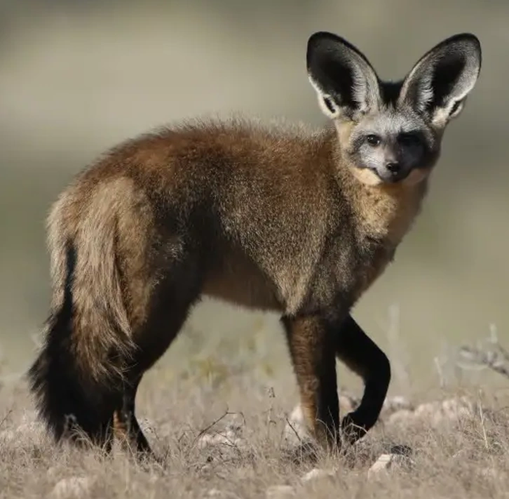 Phokojwe (Liera) | Liera Wiki | Fandom