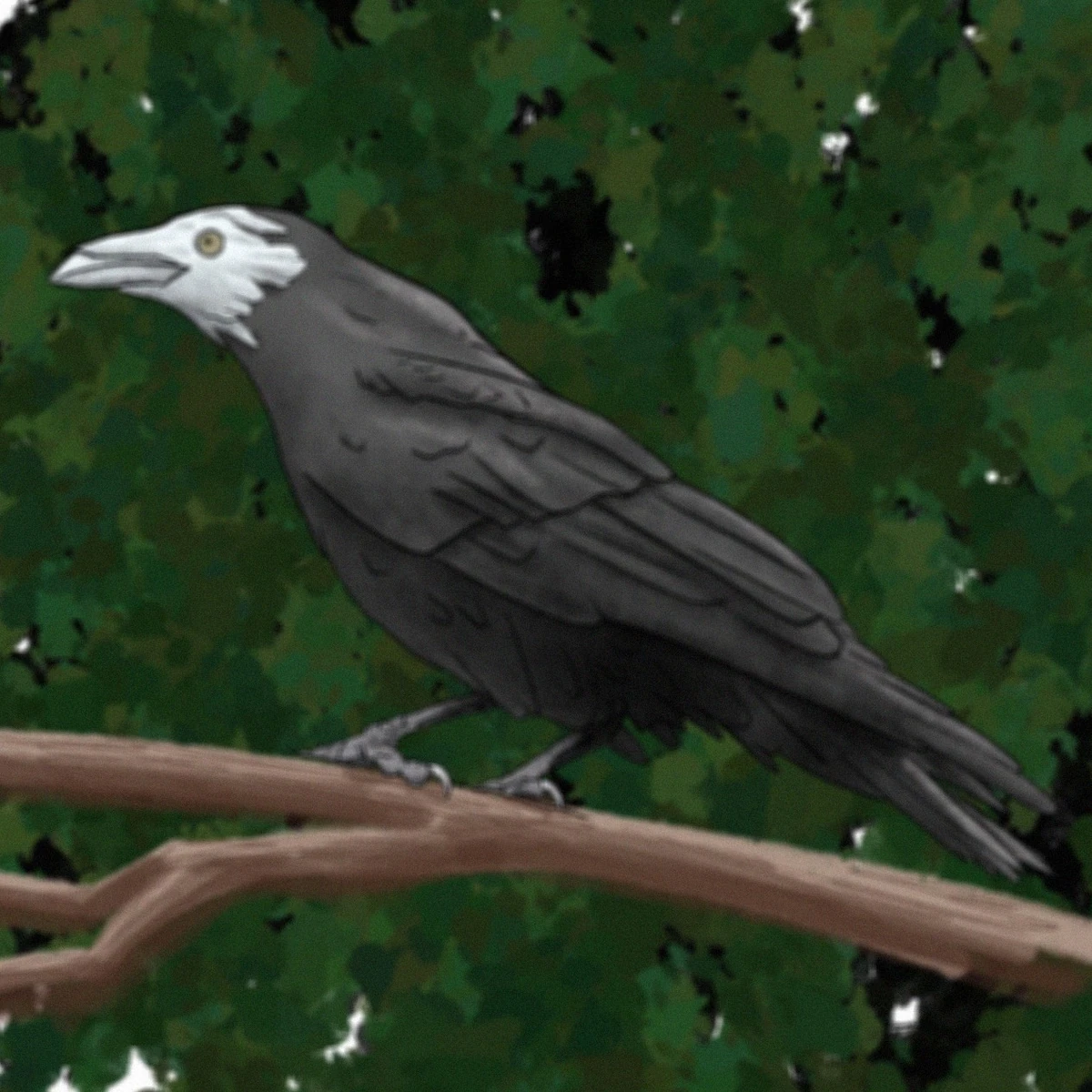 Tepua Island crow (Liera) | Liera Wiki | Fandom