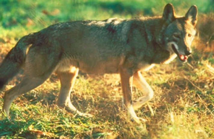 Wuruhi (Liera) | Liera Wiki | Fandom