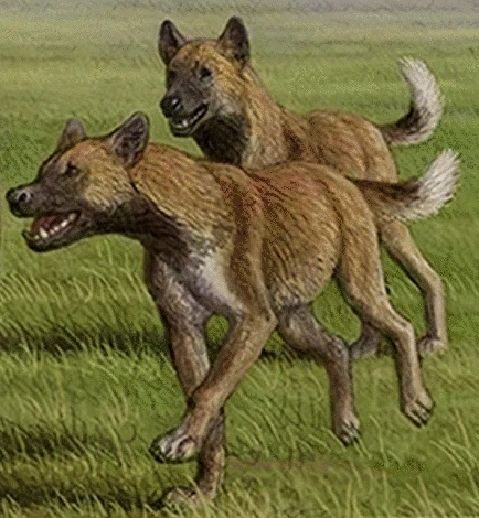 Chigaru (Liera) | Liera Wiki | Fandom