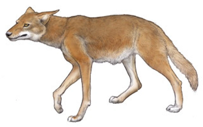 Jiruku (Liera) | Liera Wiki | Fandom