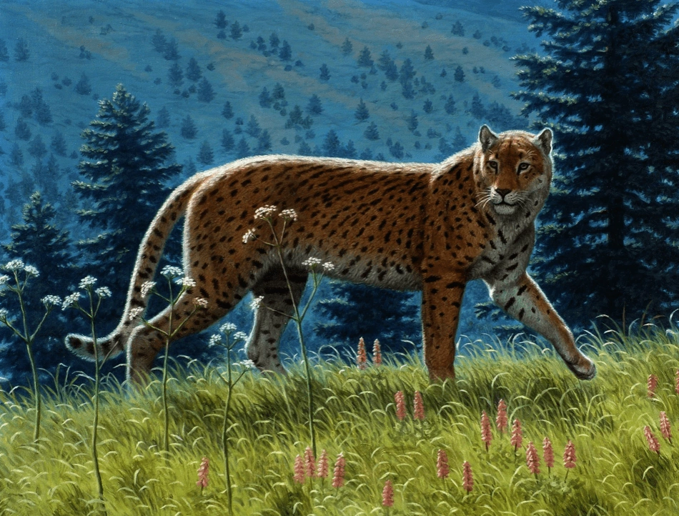 False cheetah cat (Liera) | Liera Wiki | Fandom